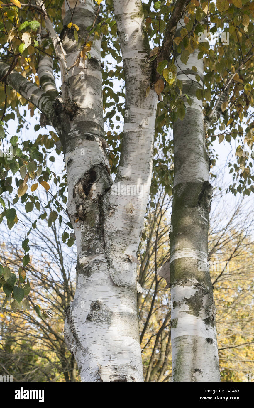 Autumn birch tree detail hi-res stock photography and images - Alamy