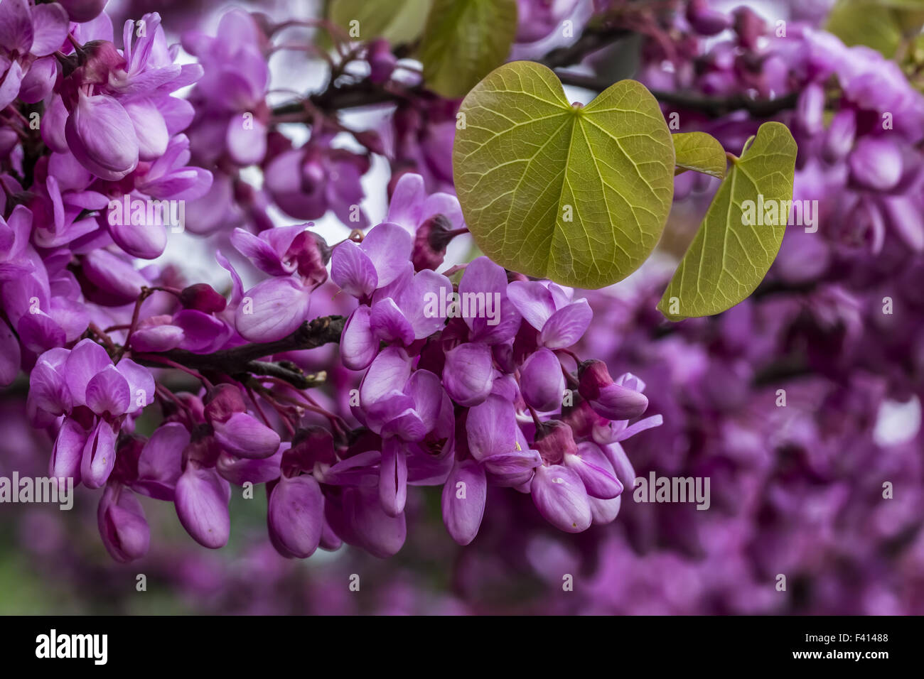 Cercis siliquastrum, Judas tree Stock Photo - Alamy
