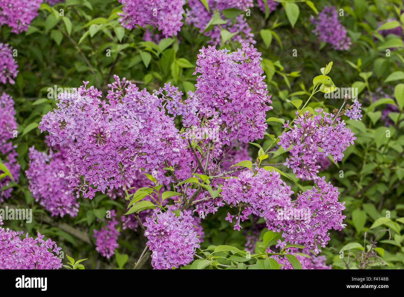 Syringa vulgaris, Lilac, Common lilac Stock Photo - Alamy Syringa vulgaris, Lilac, Common lilac Stock Photo - Alamy