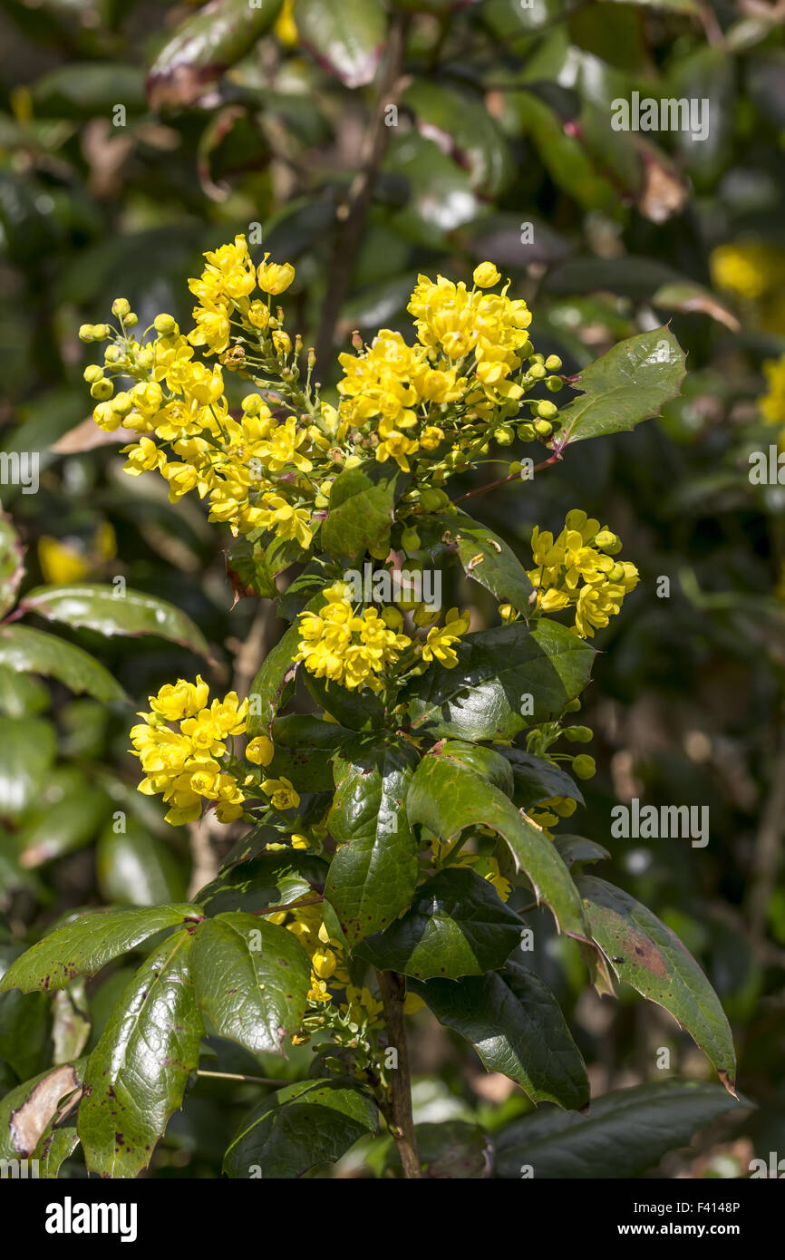 Mahonia aquifolium, Oregon-grape, Oregon grape Stock Photo - Alamy