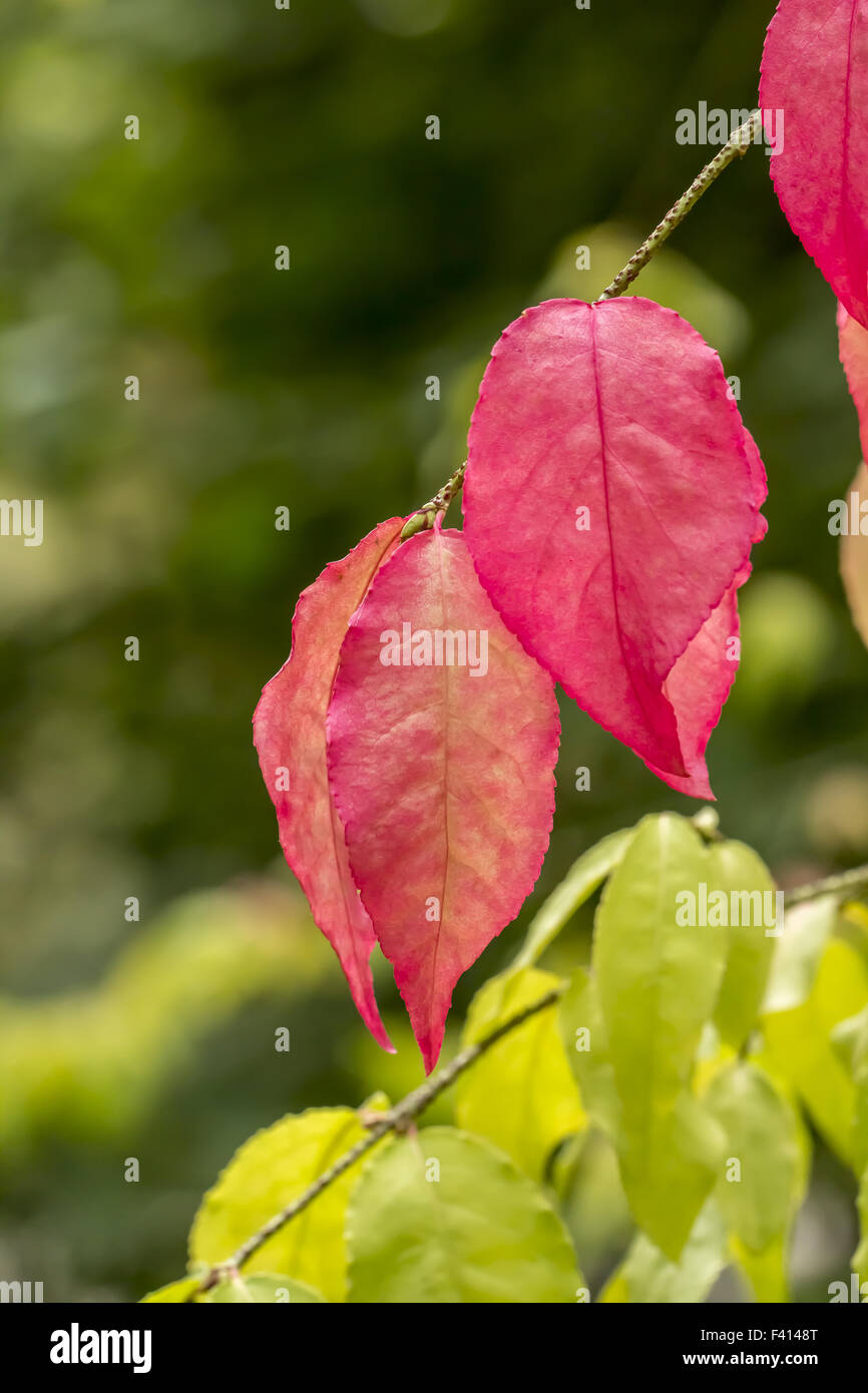 Red leaves euonymus verrucosus hi-res stock photography and images - Alamy