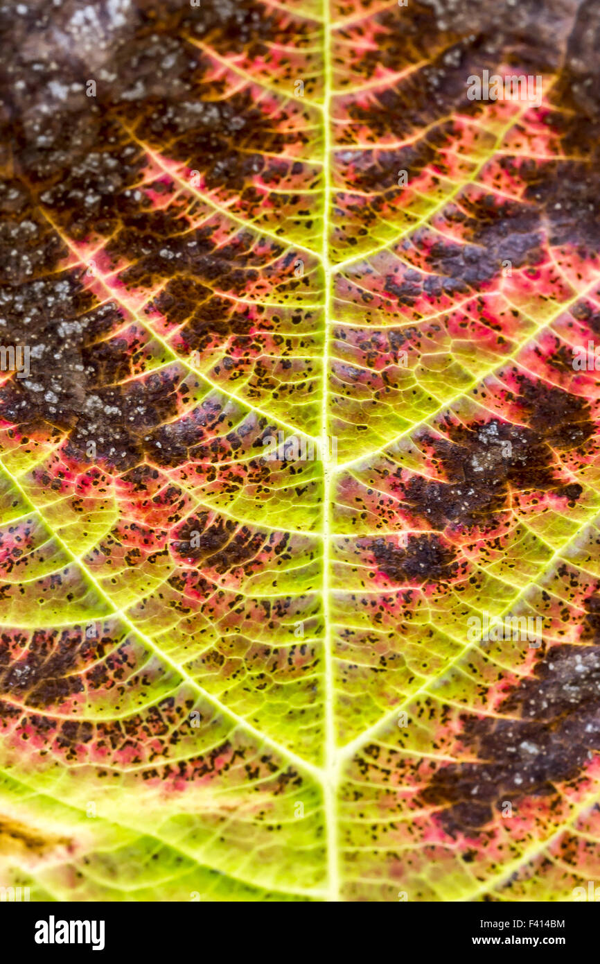 Red veins in leaf hi-res stock photography and images - Alamy
