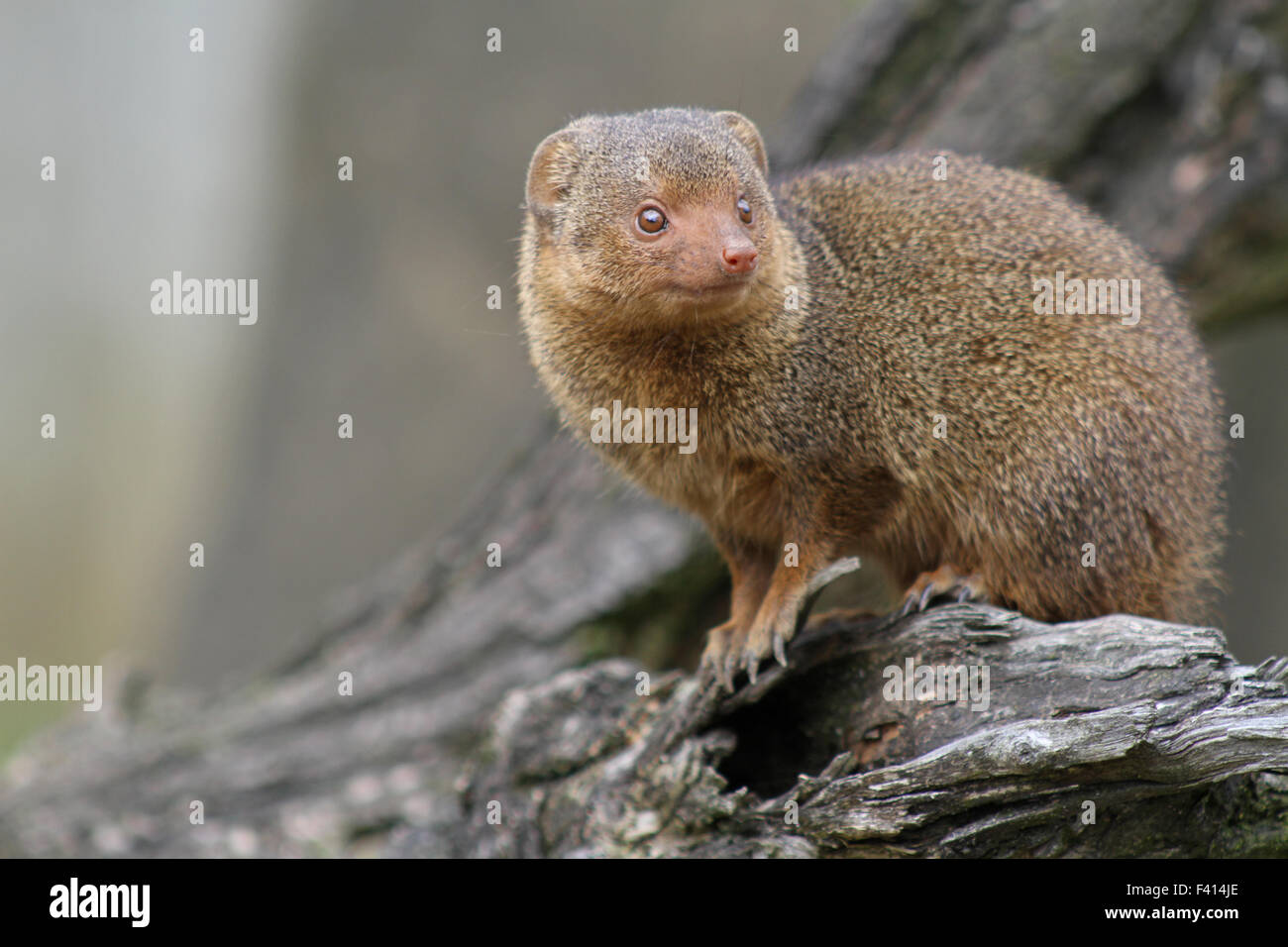 common dwarf mongoose Stock Photo - Alamy