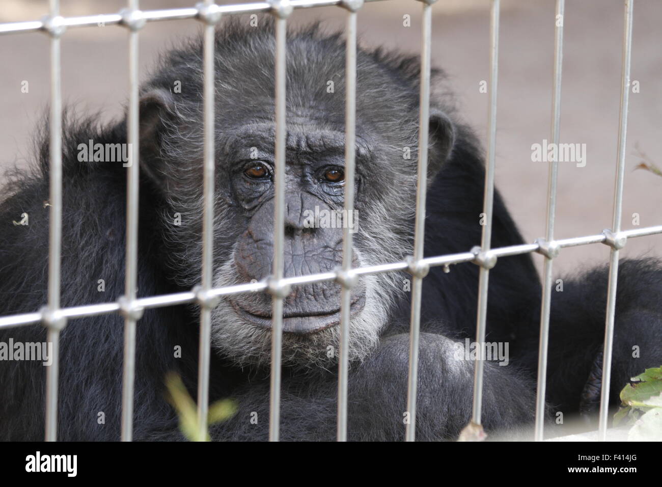 chimpanzee in a cage Stock Photo - Alamy