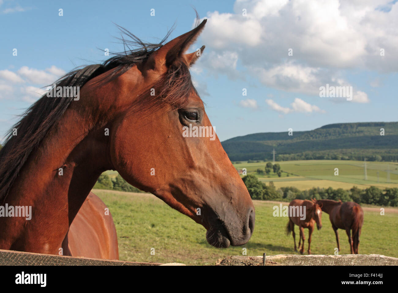 Trakehner horse hi-res stock photography and images - Alamy