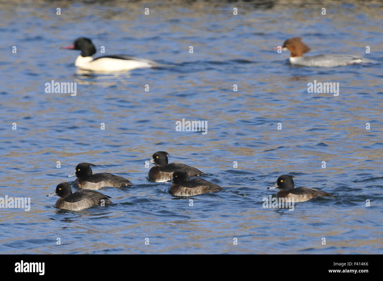 Tufted ducks pair hi-res stock photography and images - Alamy