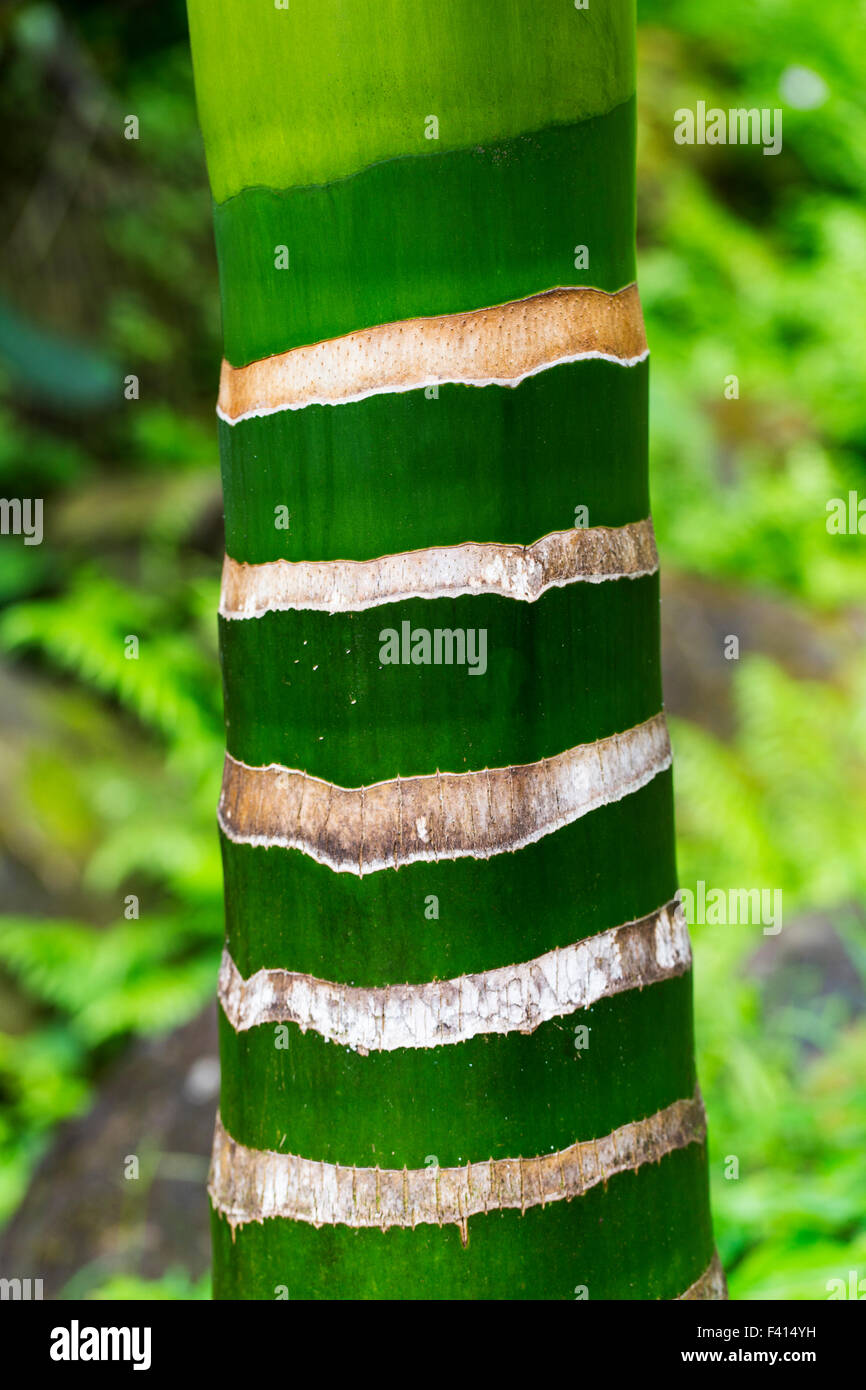 Aneityum island hi-res stock photography and images - Alamy