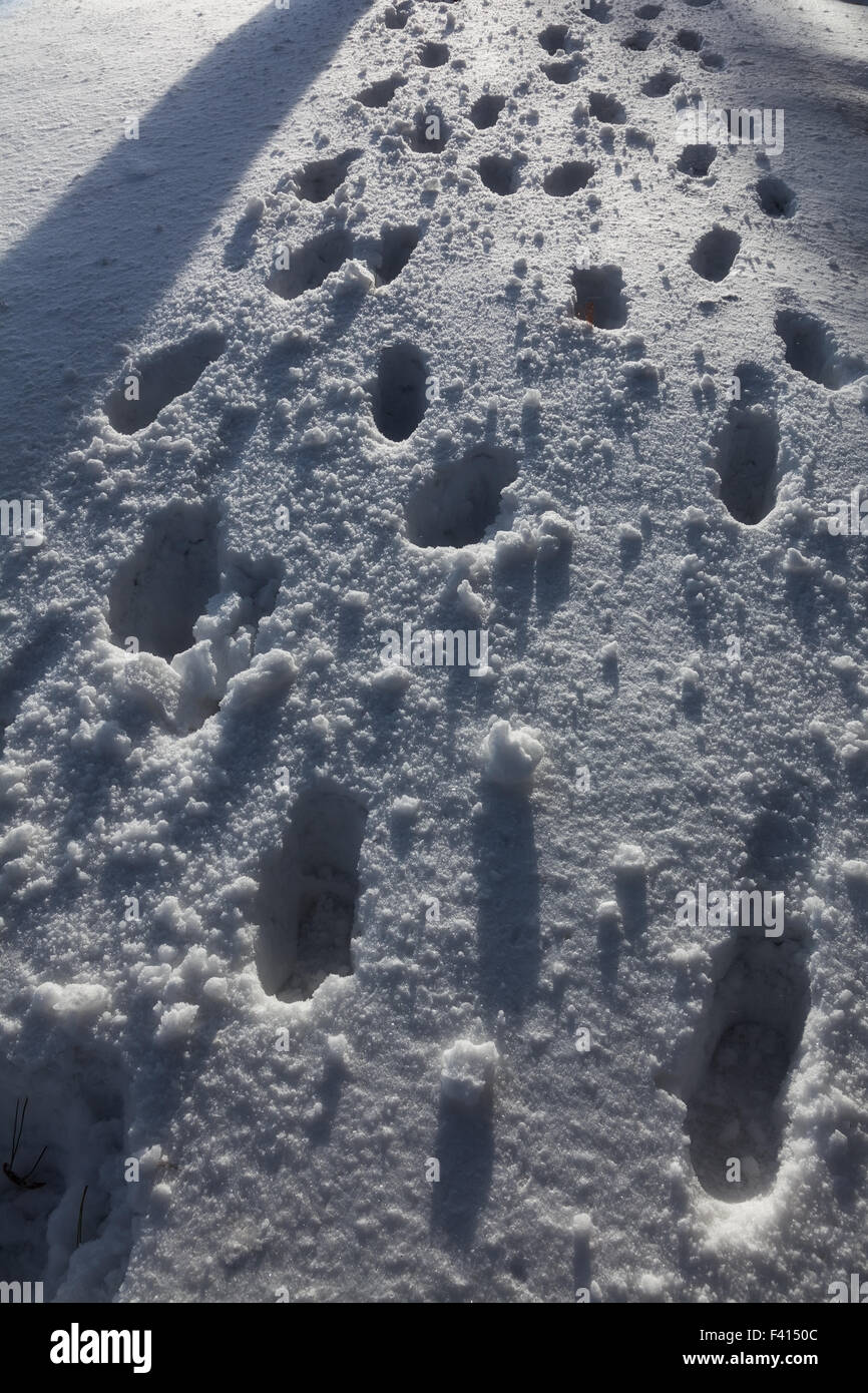 many footprints in the snow Stock Photo - Alamy