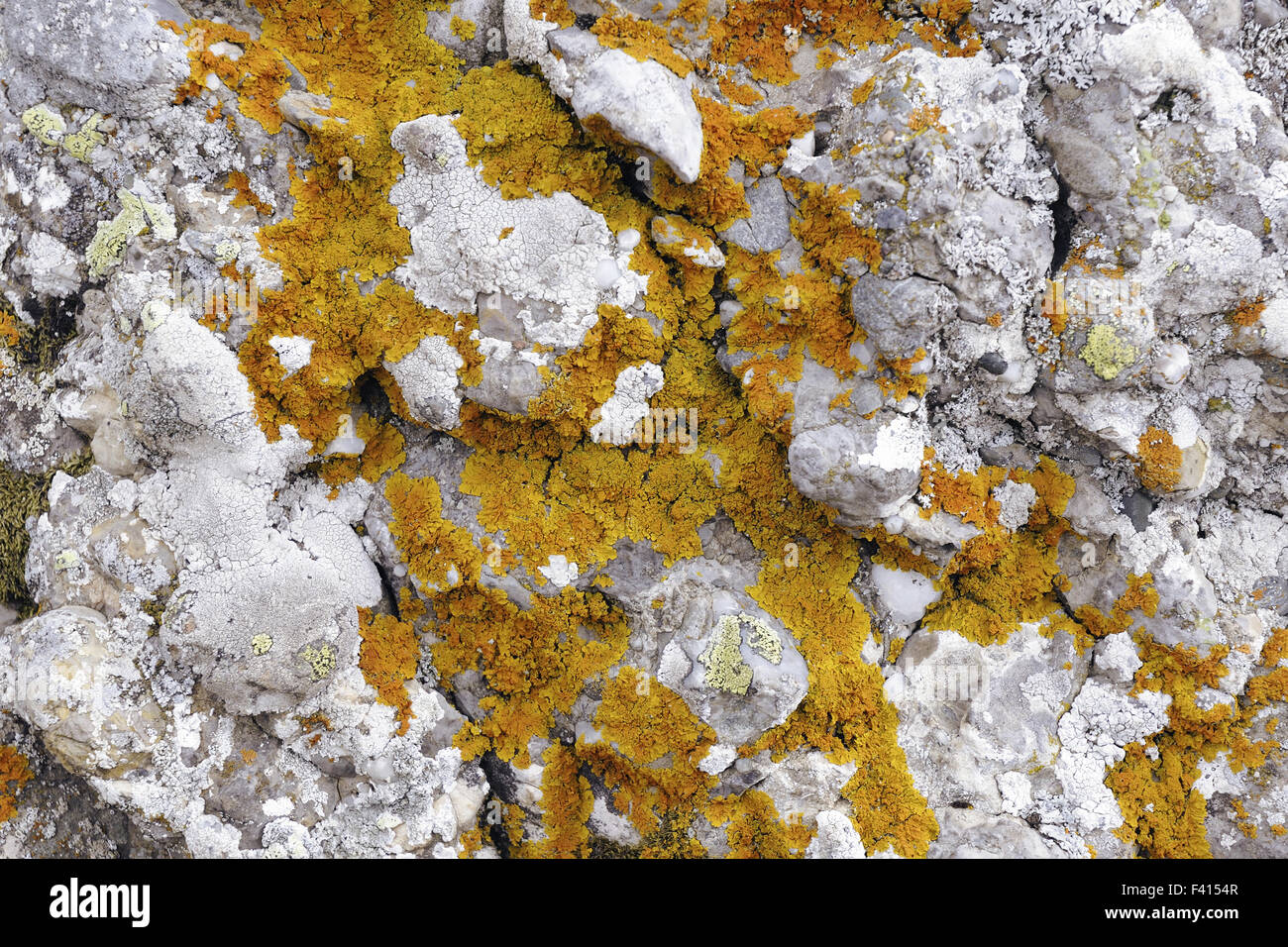 Lichen red hi-res stock photography and images - Alamy