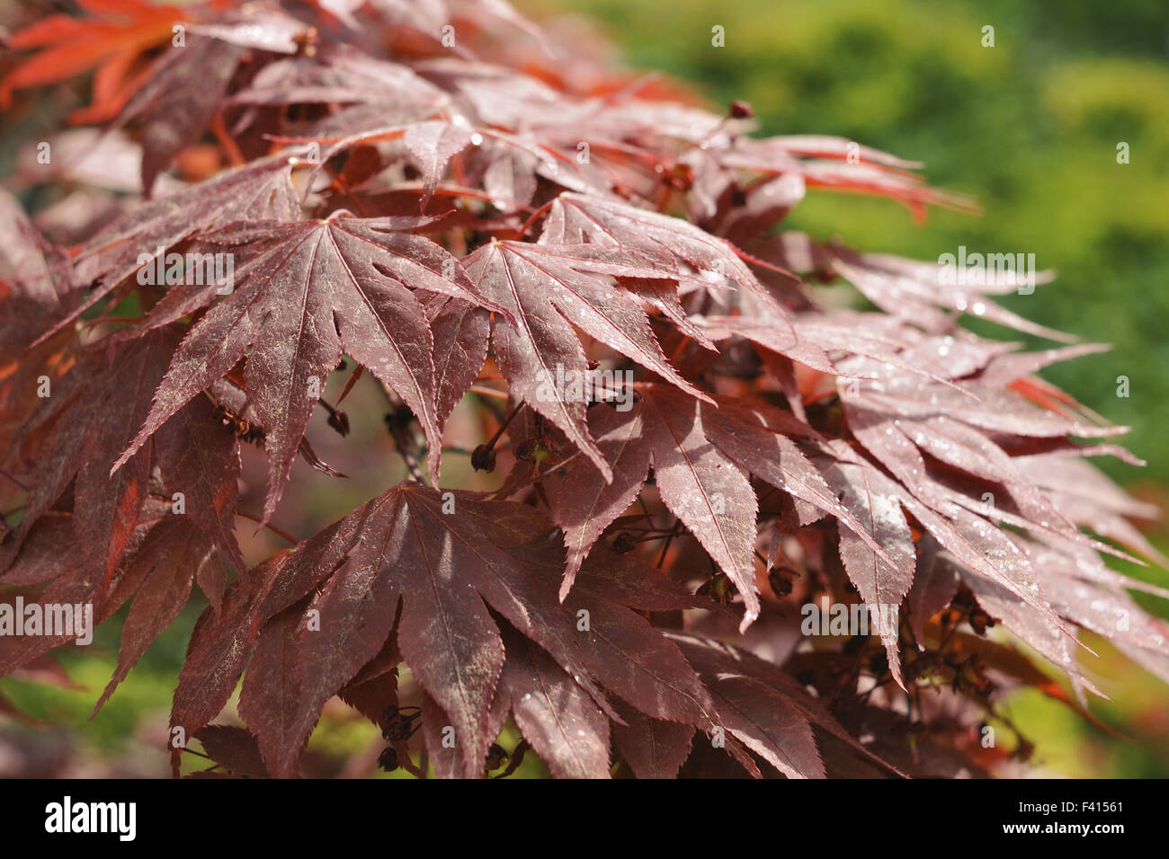 Japanese red maple hi-res stock photography and images - Alamy