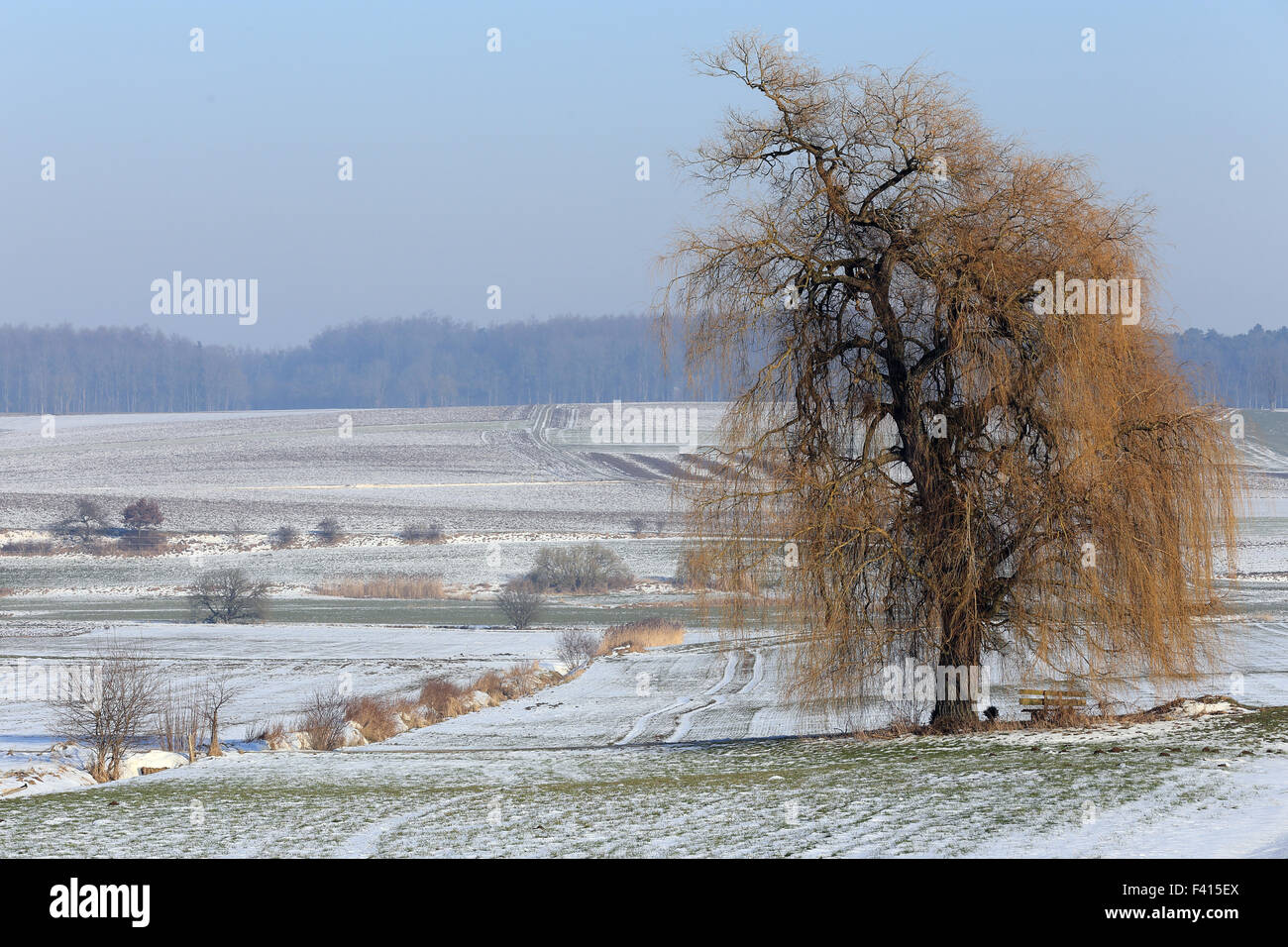 Bavarian winter landscape with willow tree Stock Photo - Alamy