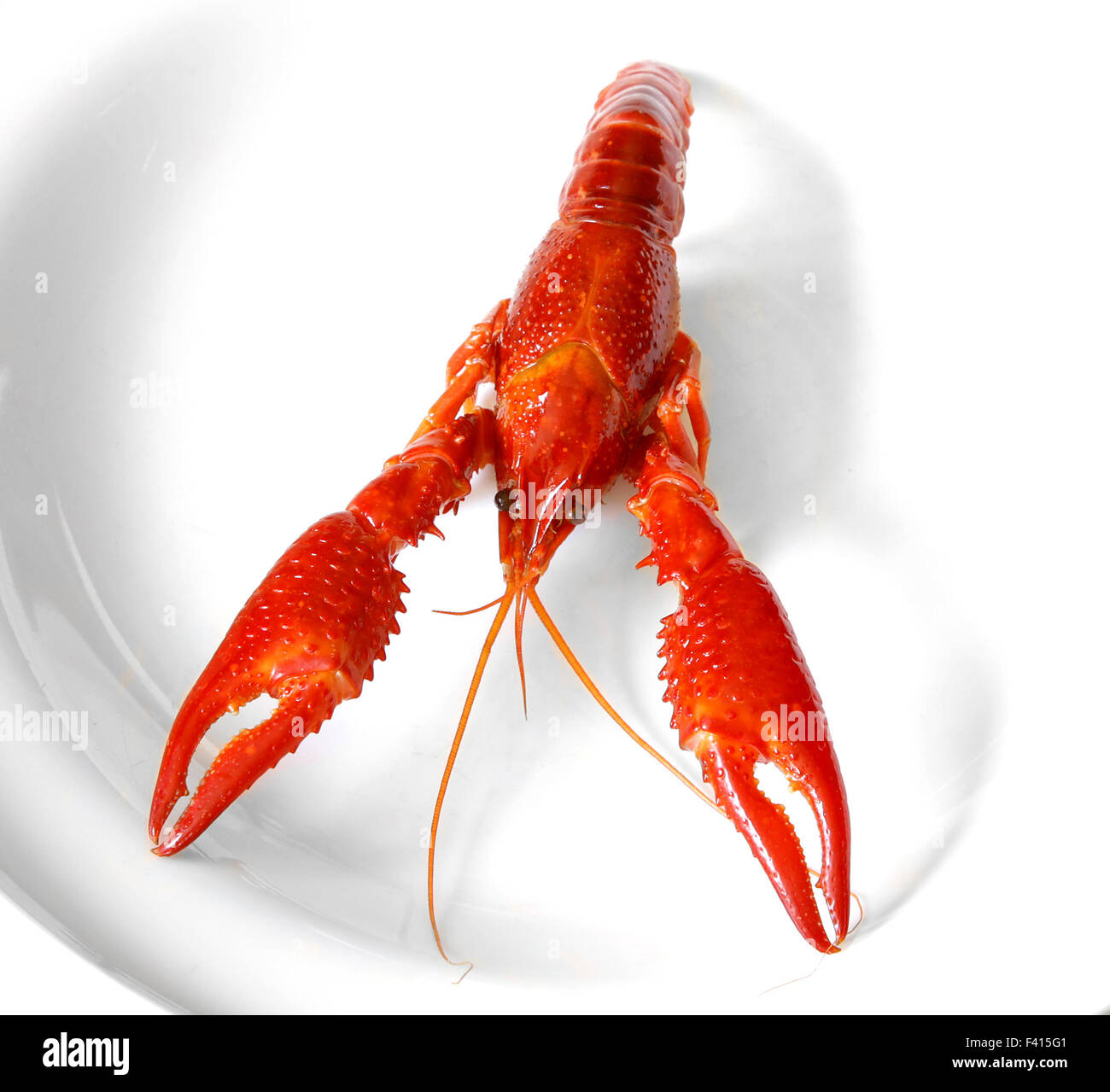 Big crayfish hi-res stock photography and images - Alamy