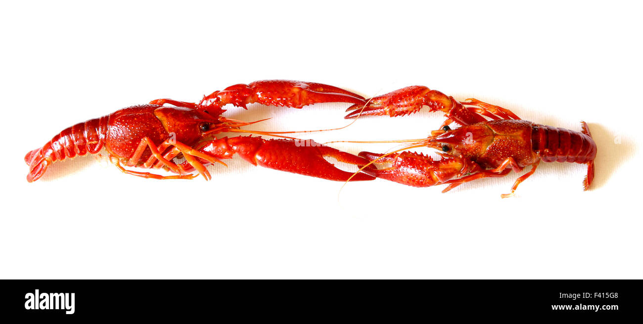 fighting two freshwater crayfish red european on white background Stock ...