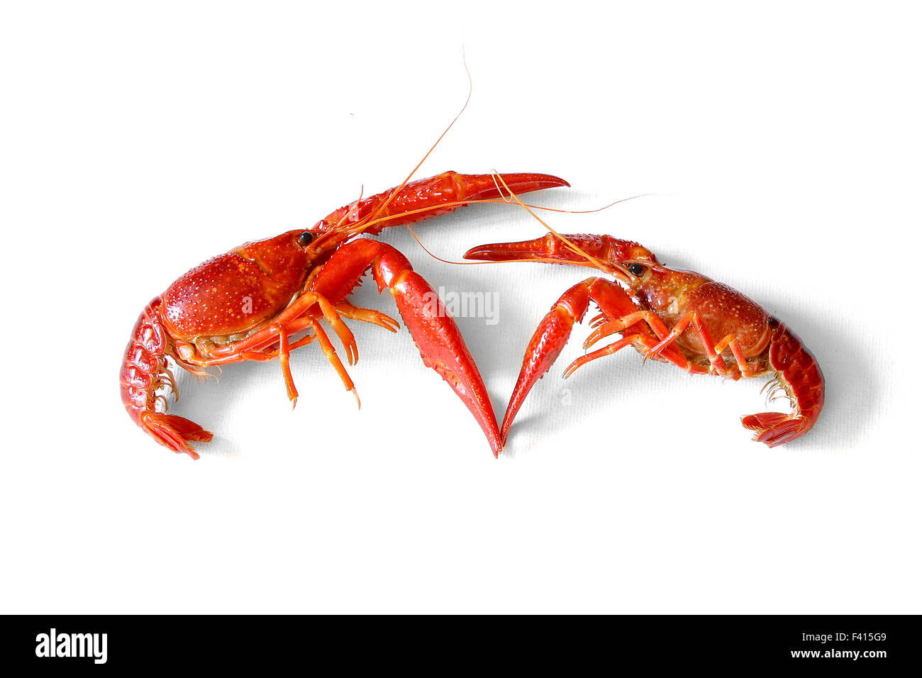 fighting two freshwater crayfish red european on white background Stock ...