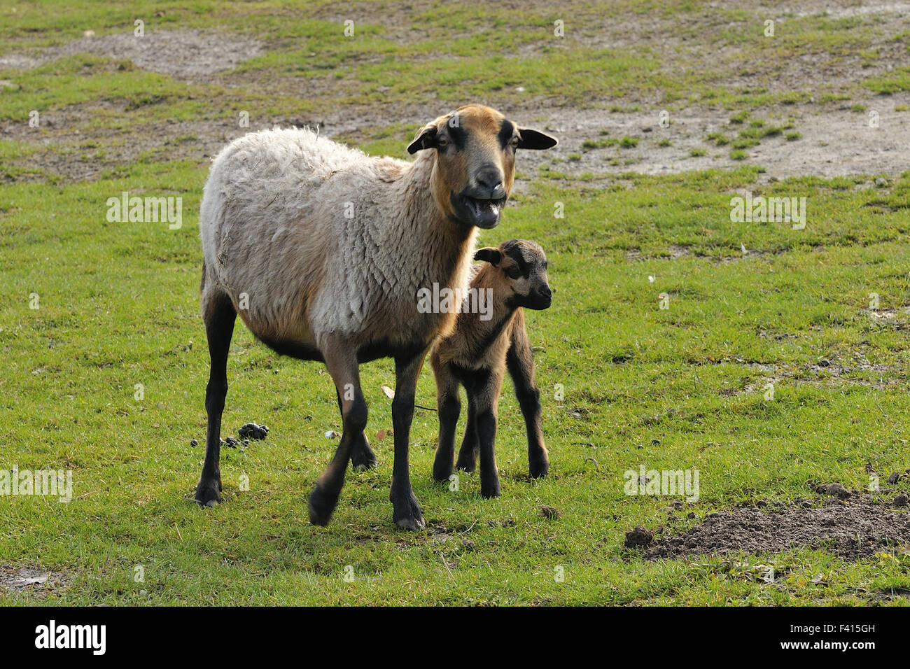 Cameroon cattle hi-res stock photography and images - Alamy