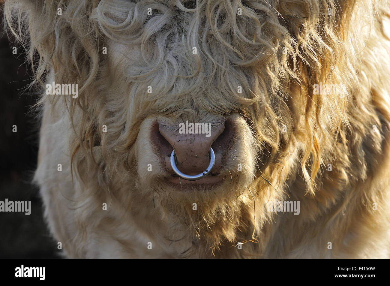 Highland cattle bull nose ring hi-res stock photography and images - Alamy