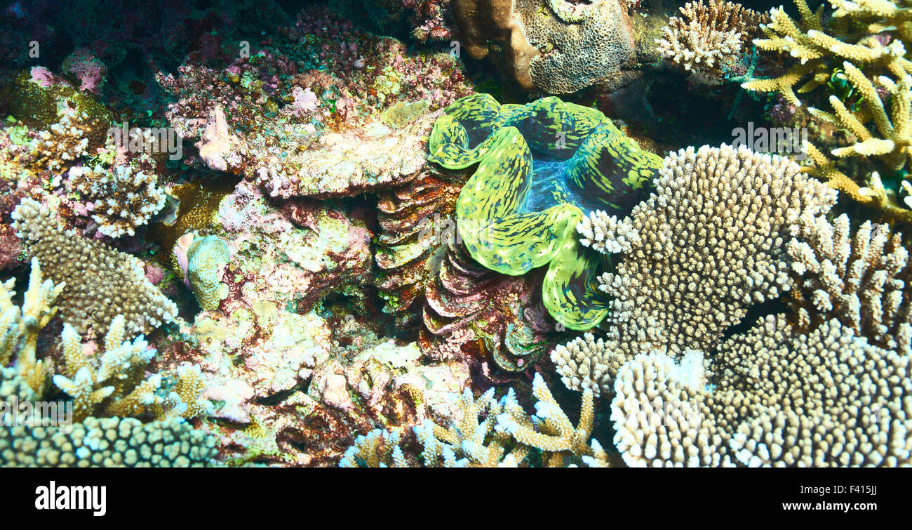 Giant clam at the tropical coral reef Stock Photo - Alamy