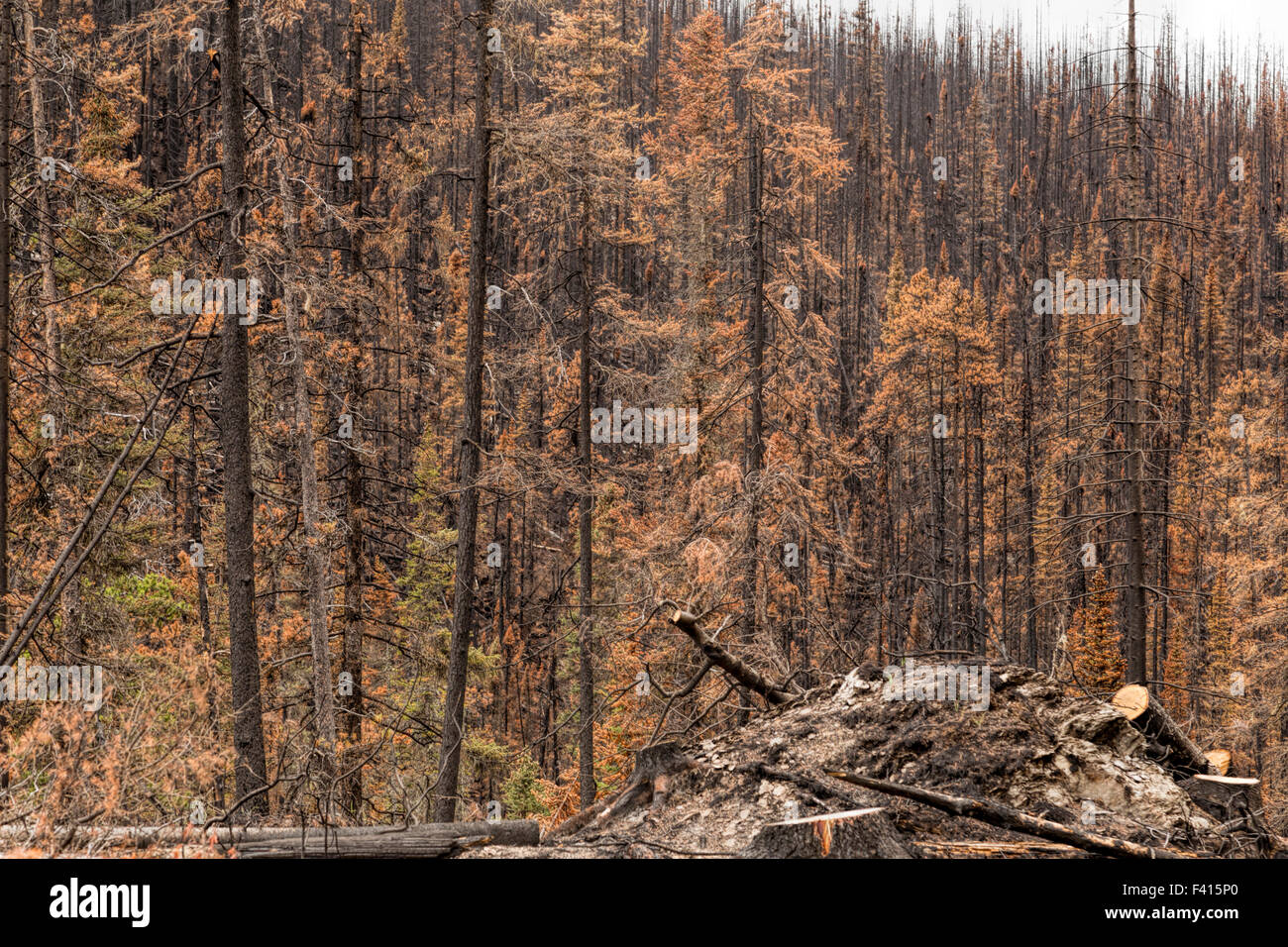 Burned timber after a forest fire in Jasper National Park, Rocky ...
