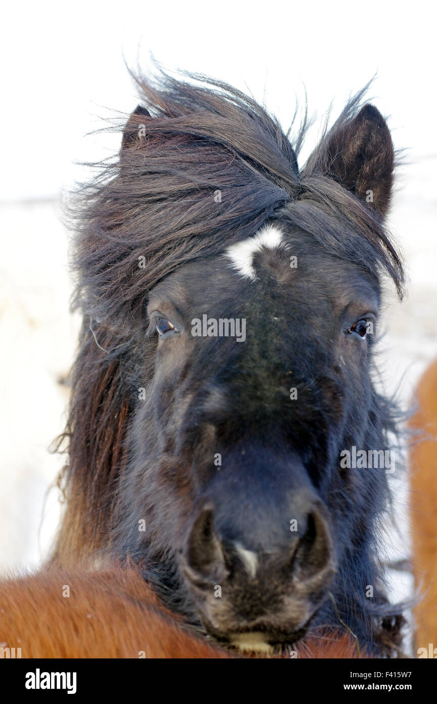 Black beauty horse hi-res stock photography and images - Alamy