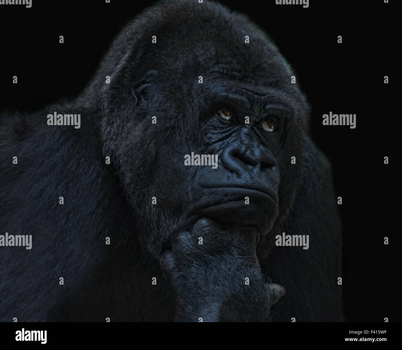 Big monke hi-res stock photography and images - Alamy