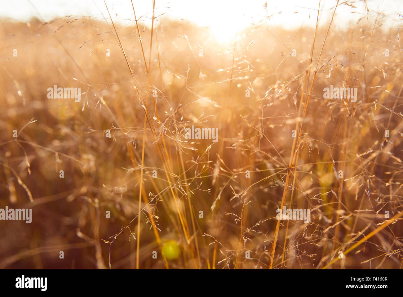 golden grass field at sunset. selective focus Stock Photo - Alamy