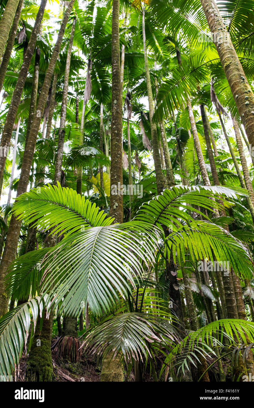 Palm tree fronds growth hi-res stock photography and images - Alamy