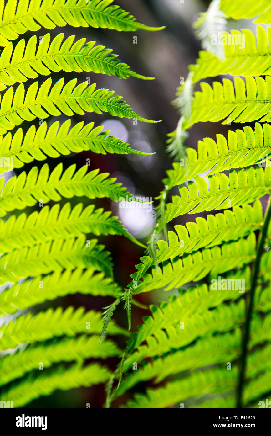 Delicate fern hi-res stock photography and images - Alamy