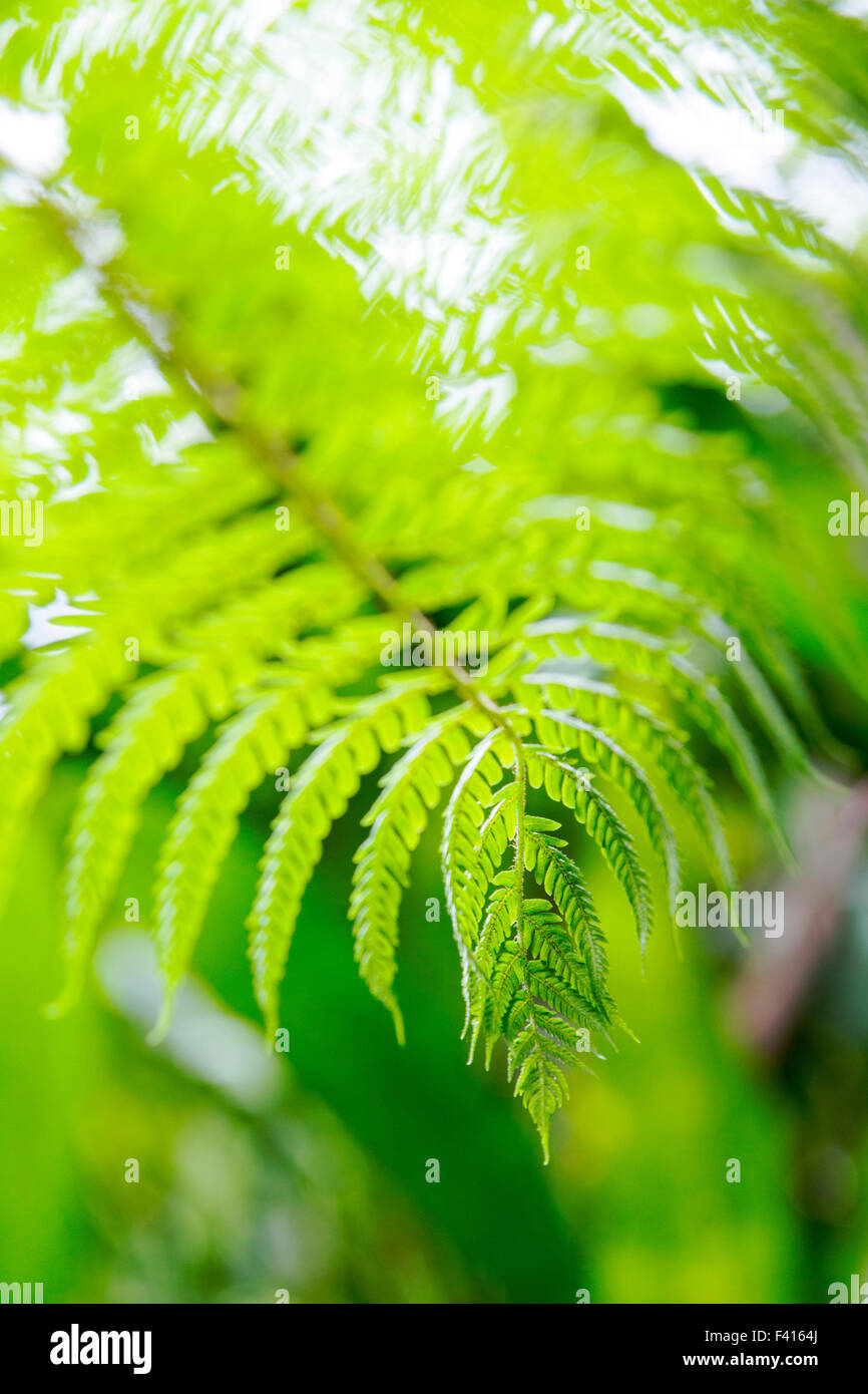 Close-up detail of delicate fern; Hawai'i Tropical Botanical Garden ...