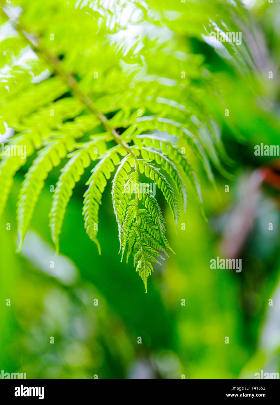 Close-up detail of delicate fern; Hawai'i Tropical Botanical Garden ...