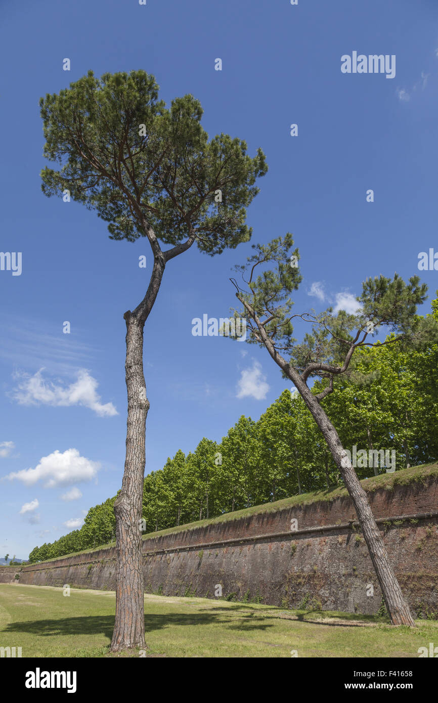 Lucca, town wall, Tuscany, Italy Stock Photo - Alamy