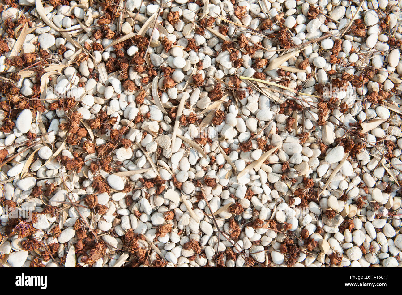 Loose gravel texture white with uneven natural mix of brown leaves and ...