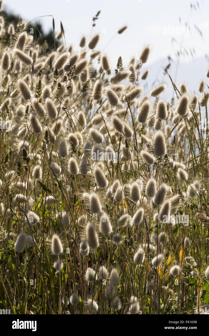 Harestail Grass High Resolution Stock Photography and Images - Alamy
