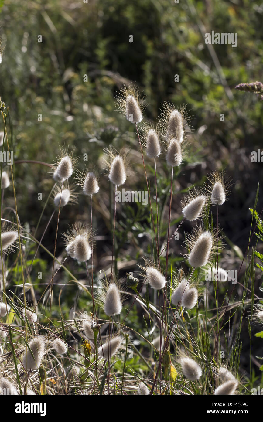 Harestail grass hi-res stock photography and images - Alamy