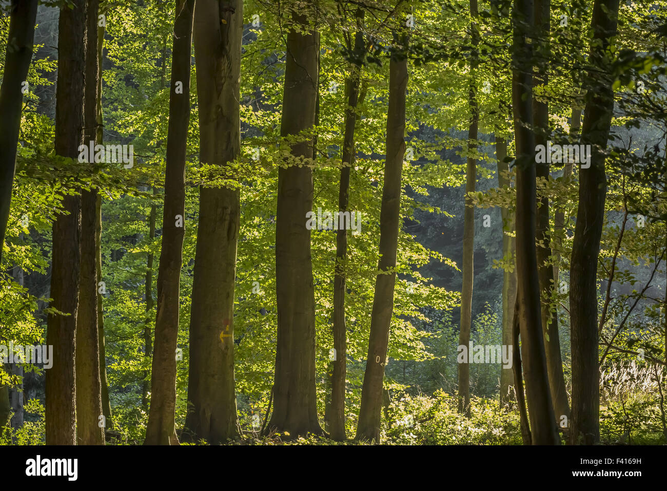 Deciduous forest in Lower Saxony, Germany Stock Photo - Alamy