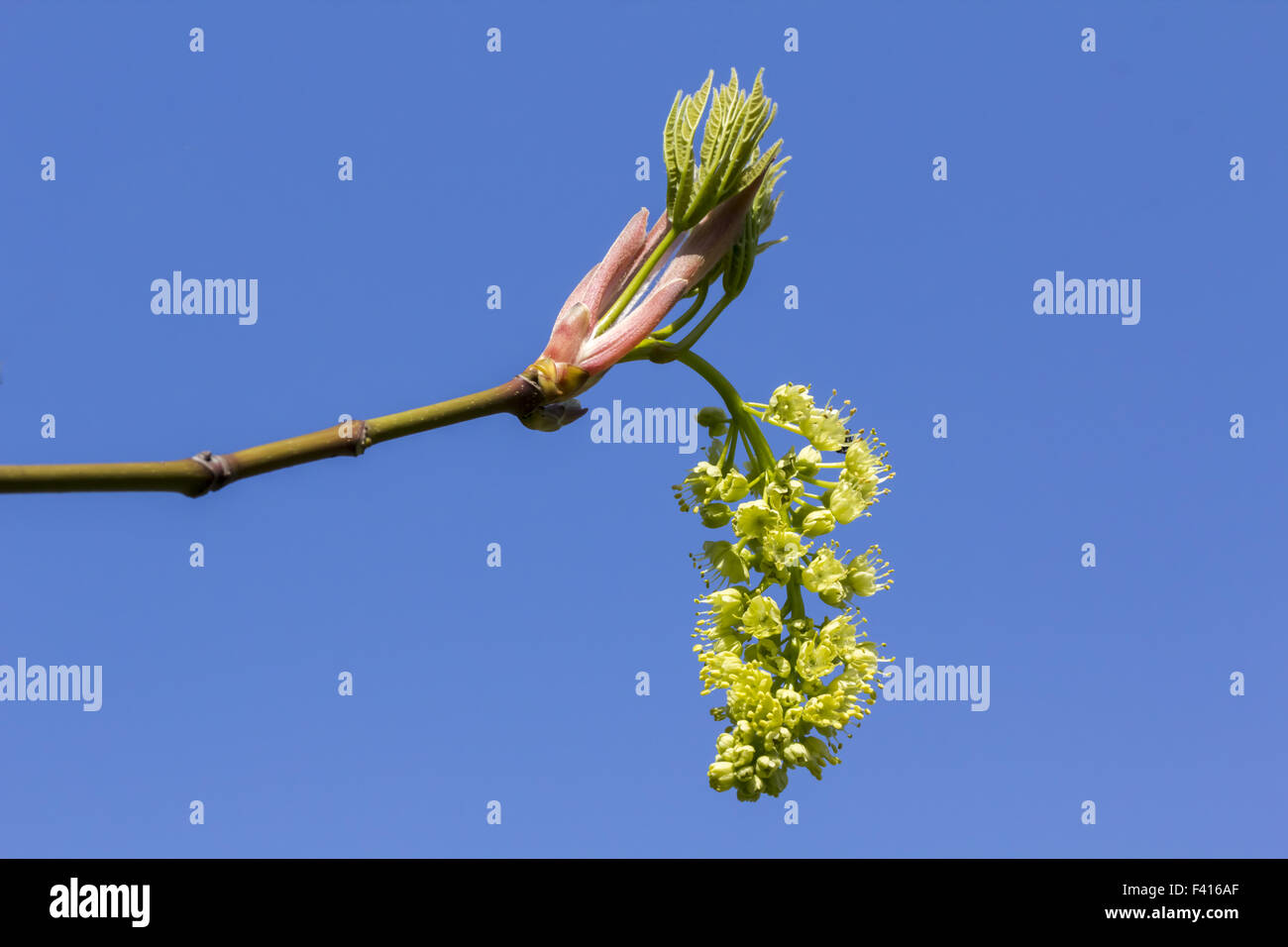 Acer macrophyllum, Oregon maple in May Stock Photo - Alamy