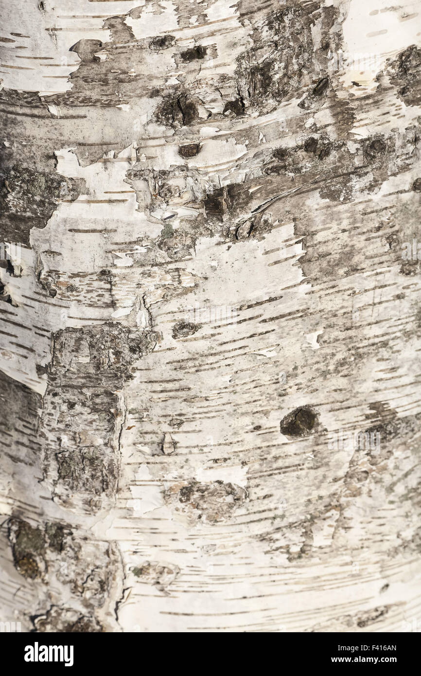 Birch tree (Betula) in autumn, Germany Stock Photo - Alamy