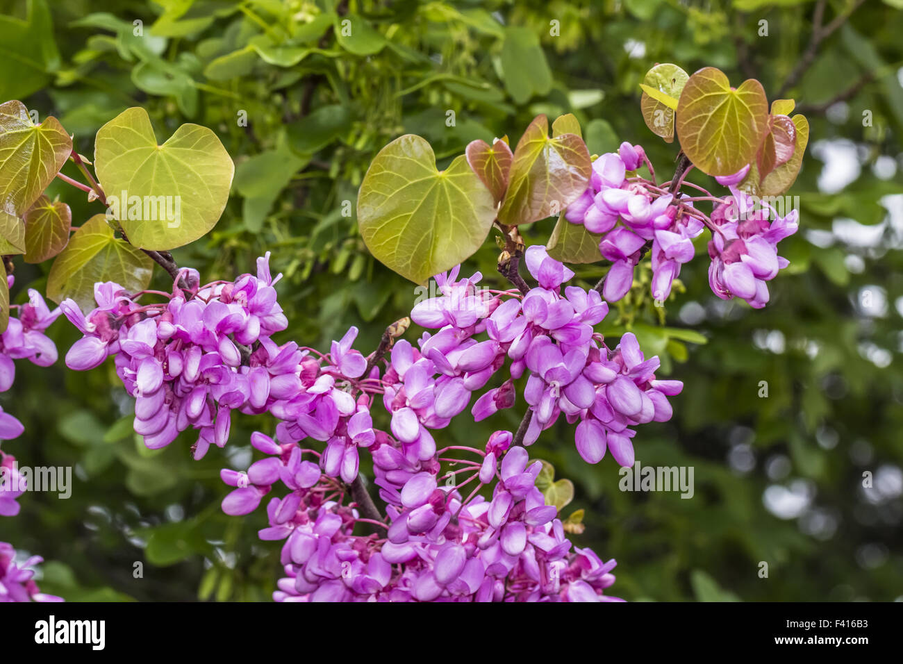 Cercis siliquastrum, Judas tree in spring Stock Photo - Alamy
