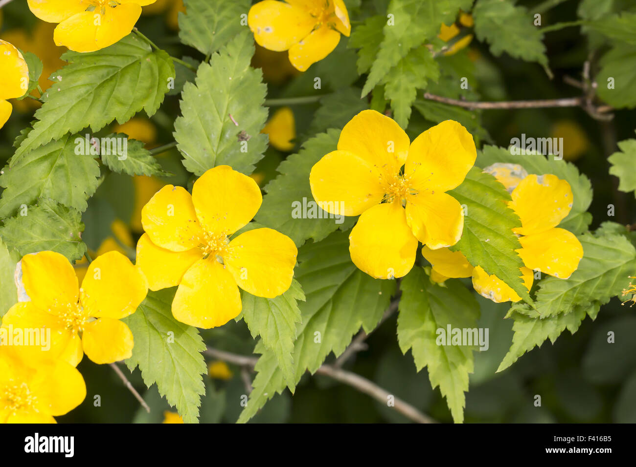 Kerria japonica, japanese bush in spring Stock Photo - Alamy