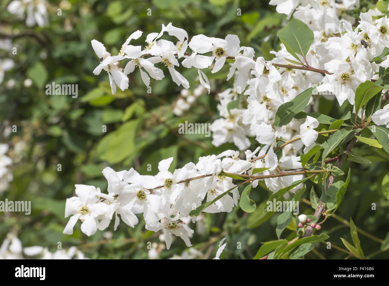 Exochorda Racemosa Stock Photos & Exochorda Racemosa Stock Images - Alamy