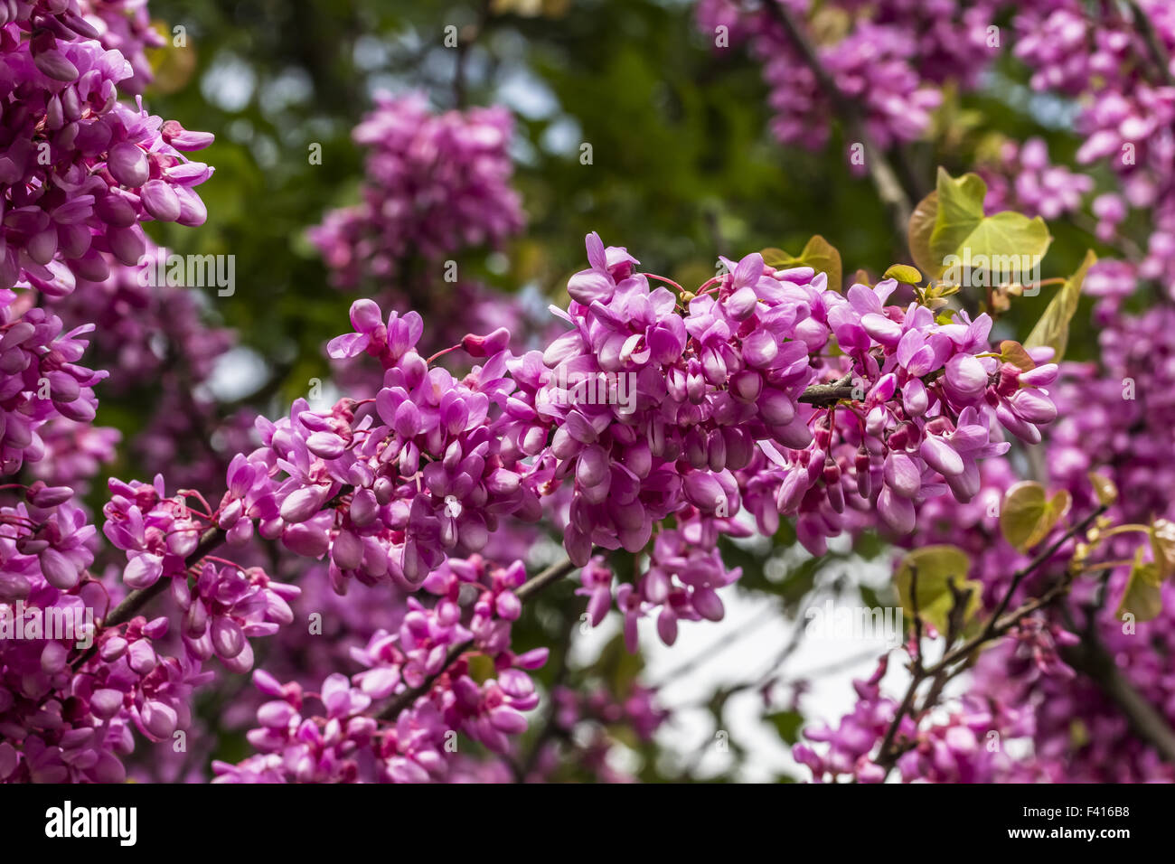 Cercis siliquastrum, Judas tree in spring Stock Photo - Alamy