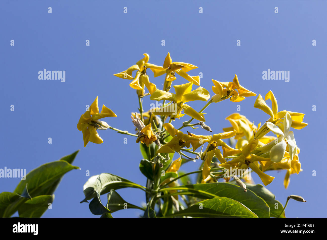 Native frangipani hi-res stock photography and images - Alamy