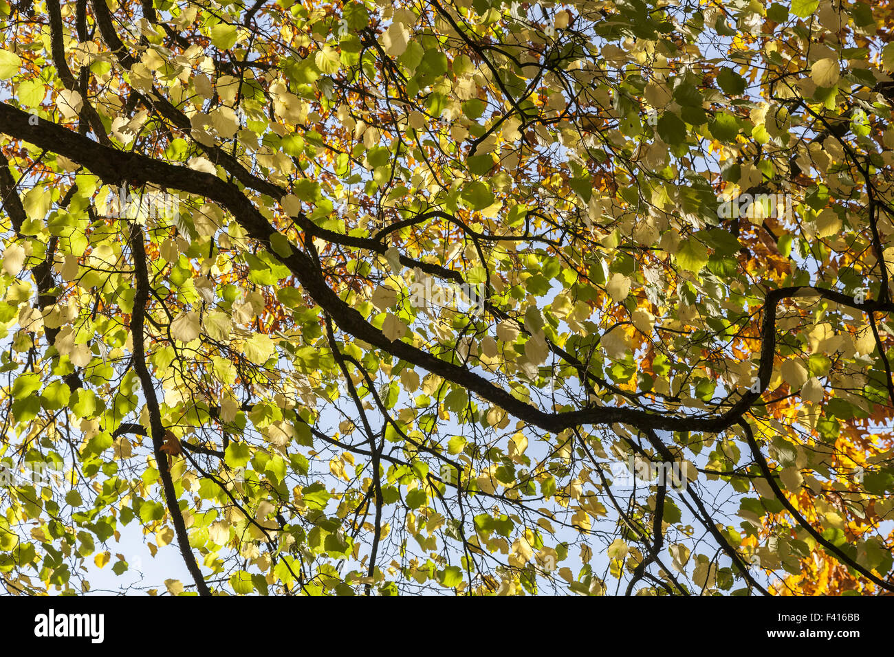 Hazel tree autumn hi-res stock photography and images - Alamy