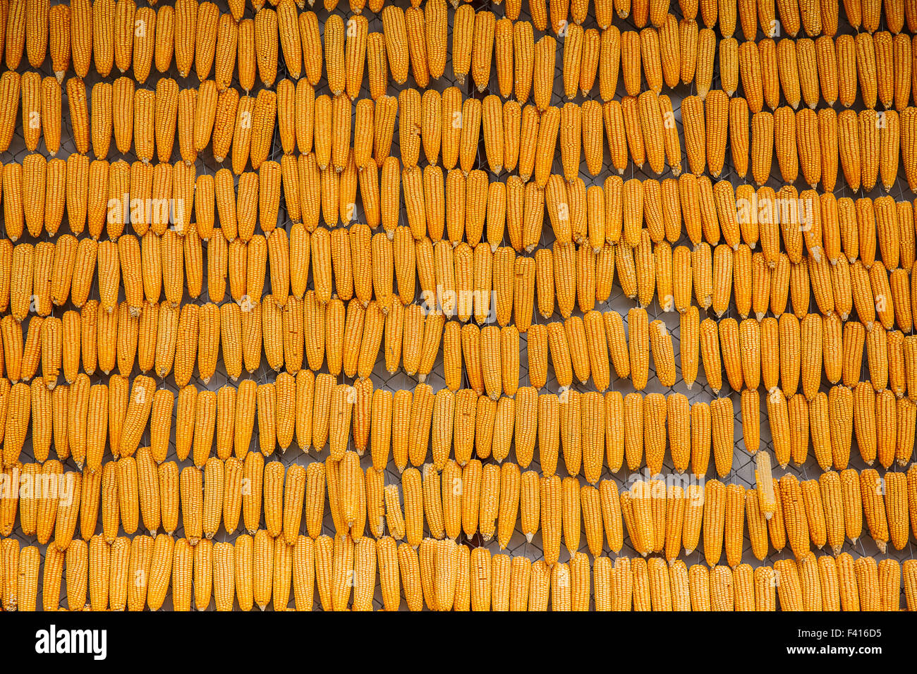 Yellow dried corn bundle together texture Stock Photo - Alamy