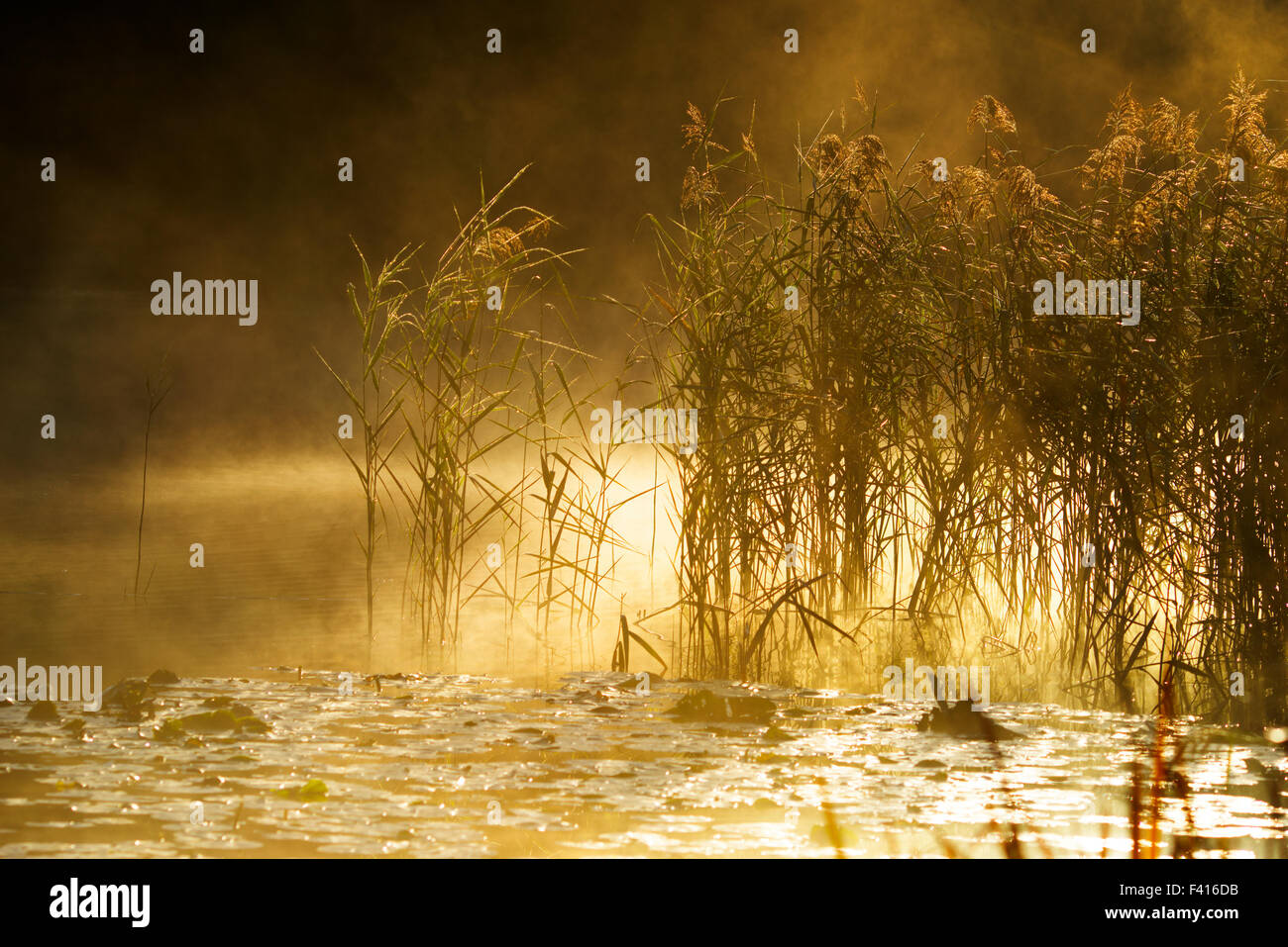 Reeds and mist on the Ornamental Lake, also known as the Fishing Lake ...