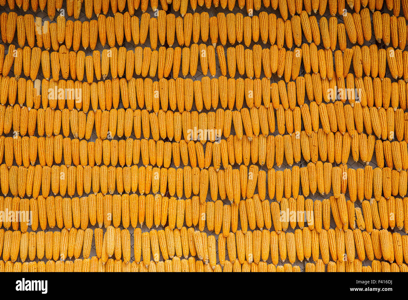 Corn field texture hi-res stock photography and images - Alamy