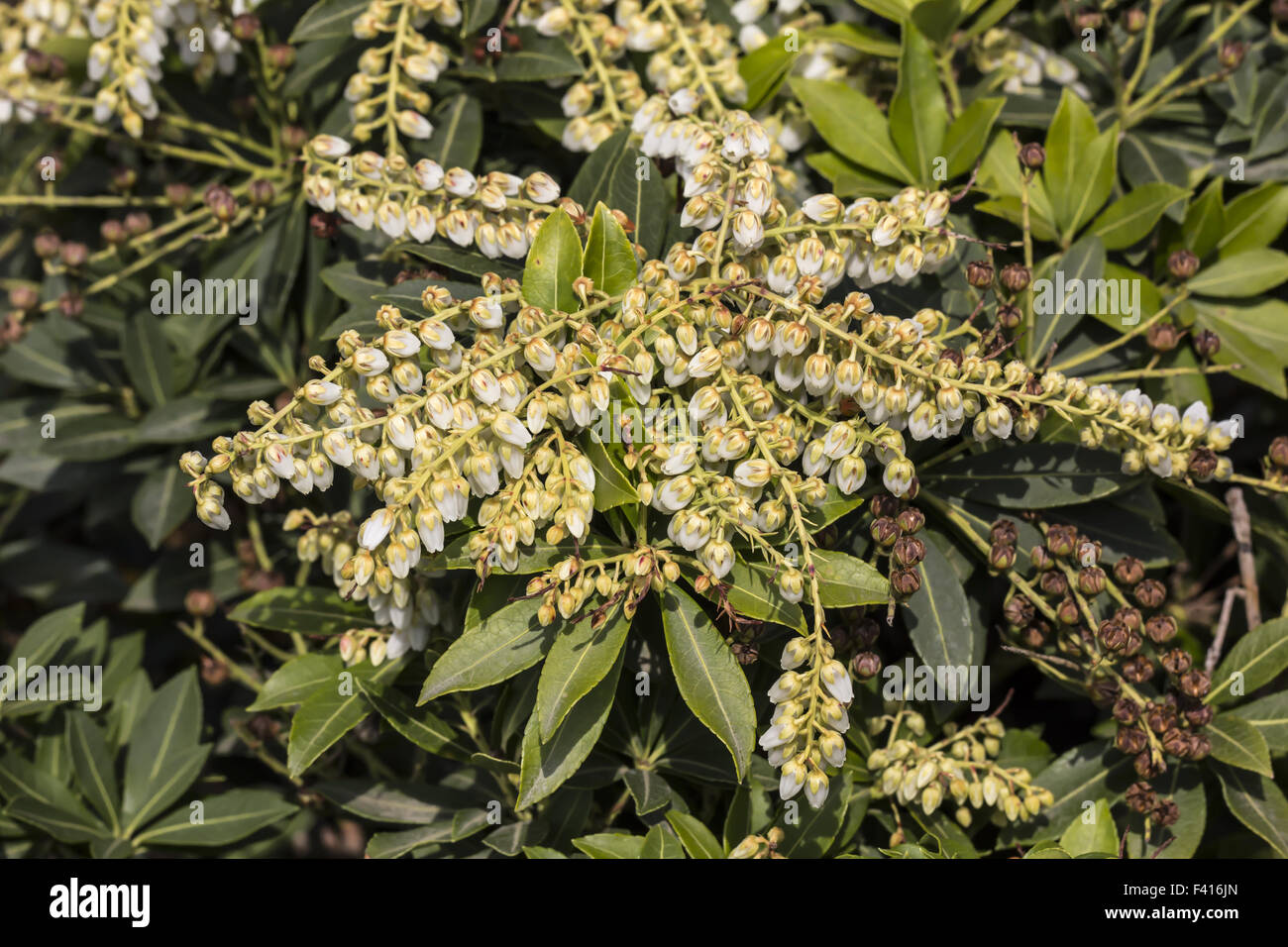 Pieris japonica andromeda hi-res stock photography and images - Alamy