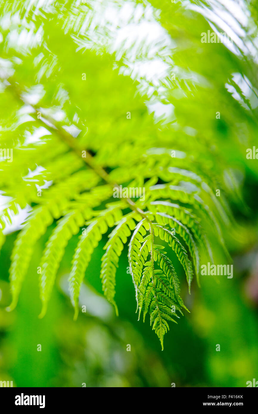 Sea fern hi-res stock photography and images - Alamy
