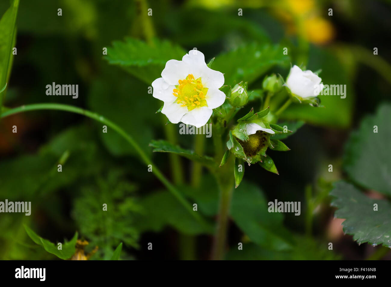 Flowering bush strawberries. berry garden Stock Photo - Alamy
