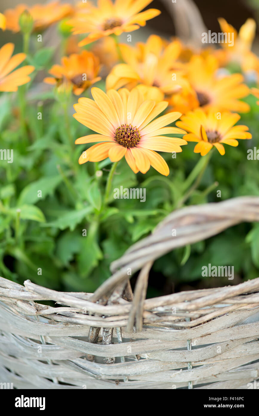 Yellow flowers in basket Stock Photo - Alamy