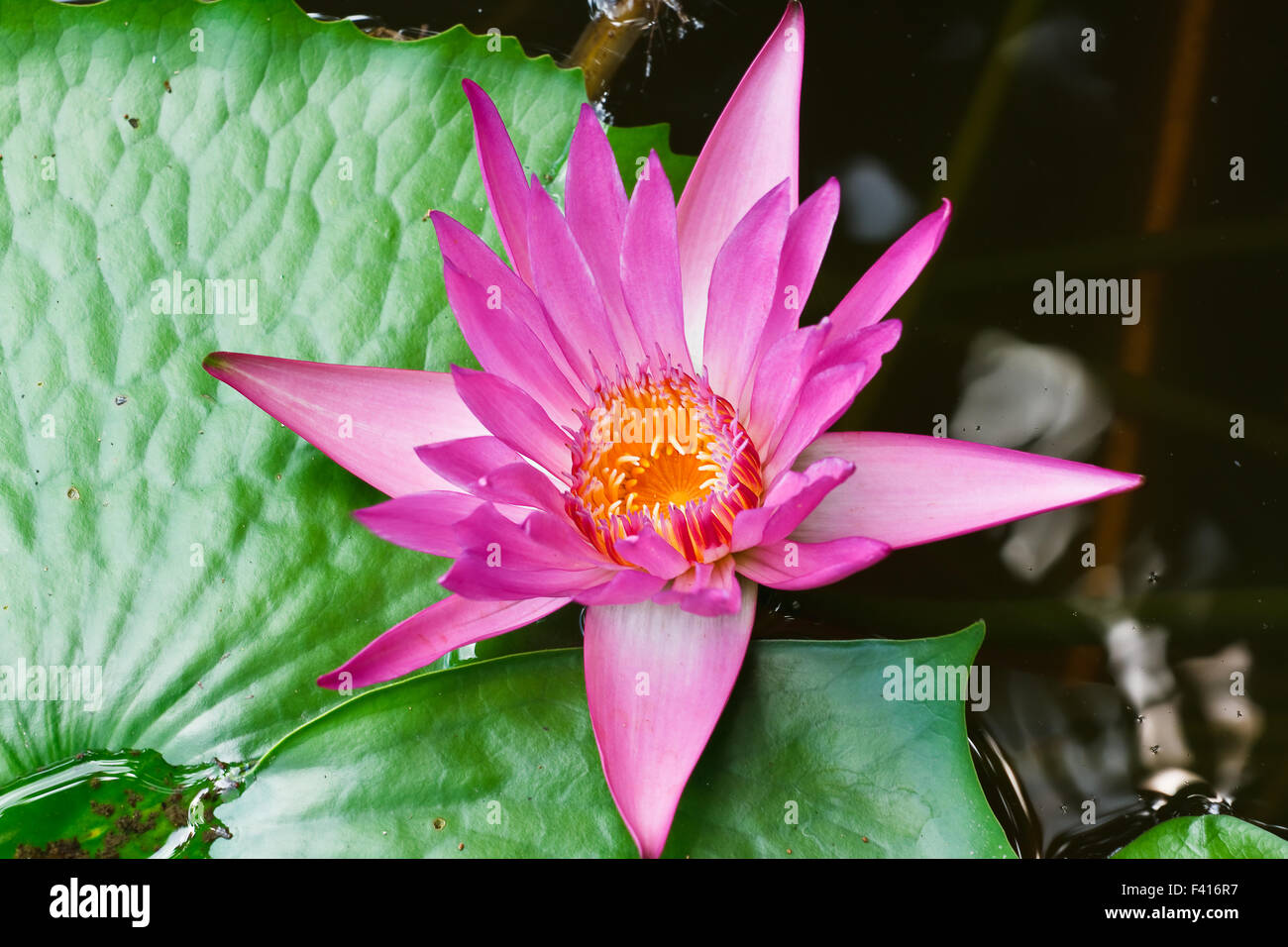 Wet lotus flowers hi-res stock photography and images - Alamy